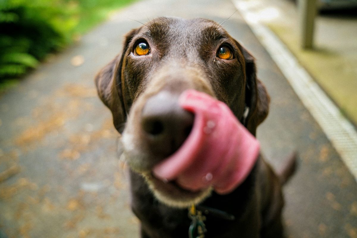 5 Delicious Frozen Plant-Based Treats for Your Dog – TIMBERDOG